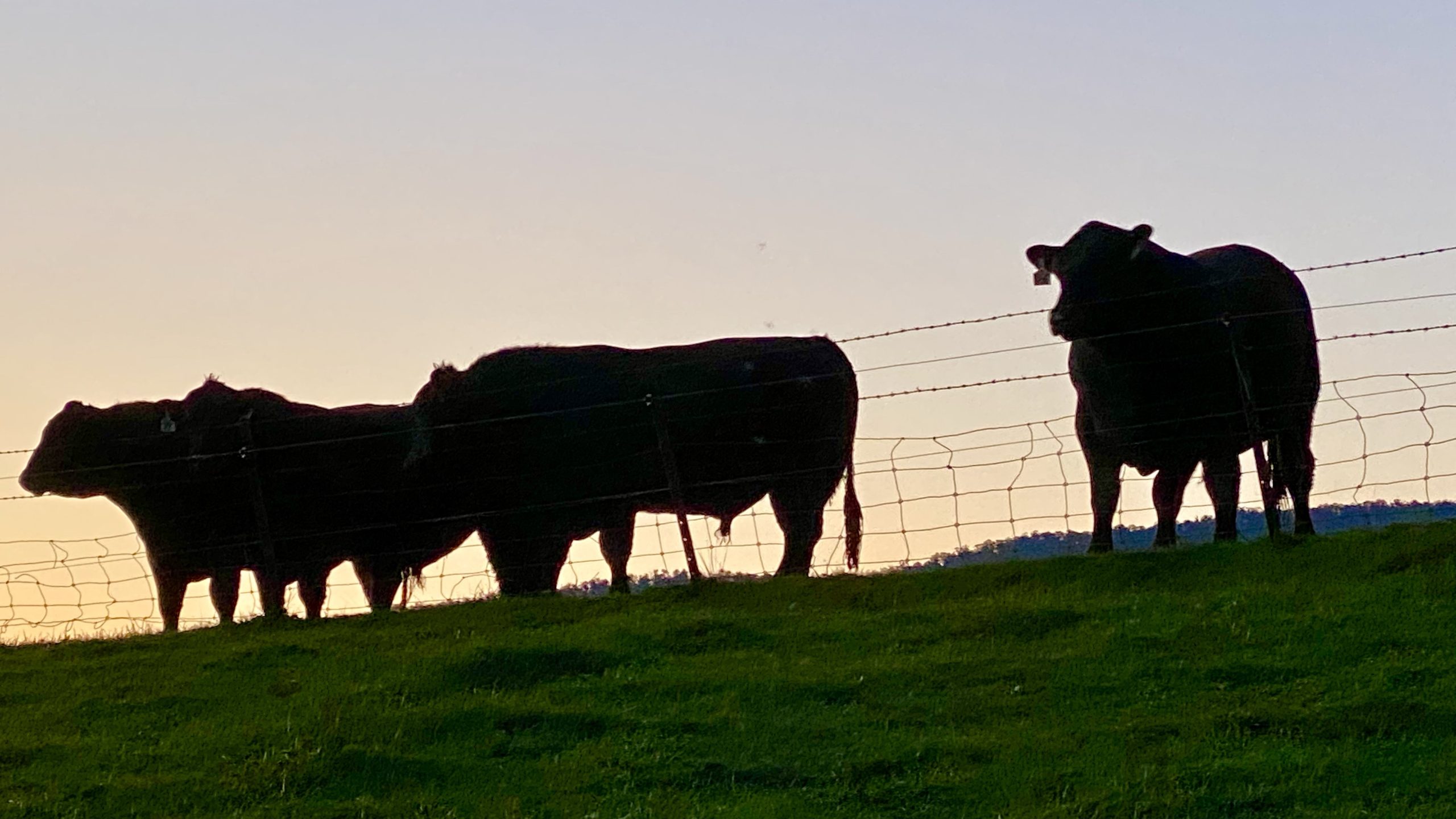 Excitement over New Angus Selection Indexes – Stellar Livestock